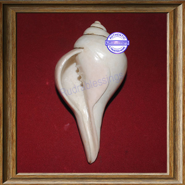 Valampuri Shankh - 313 gms – Rudra and Sons
