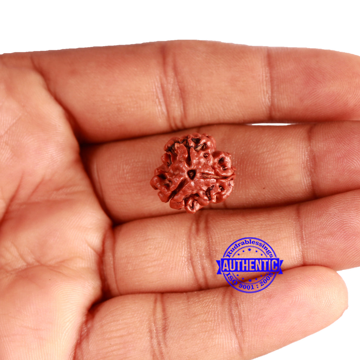 3 Mukhi Rudraksha from Nepal - Bead No. 323 – Rudra and Sons