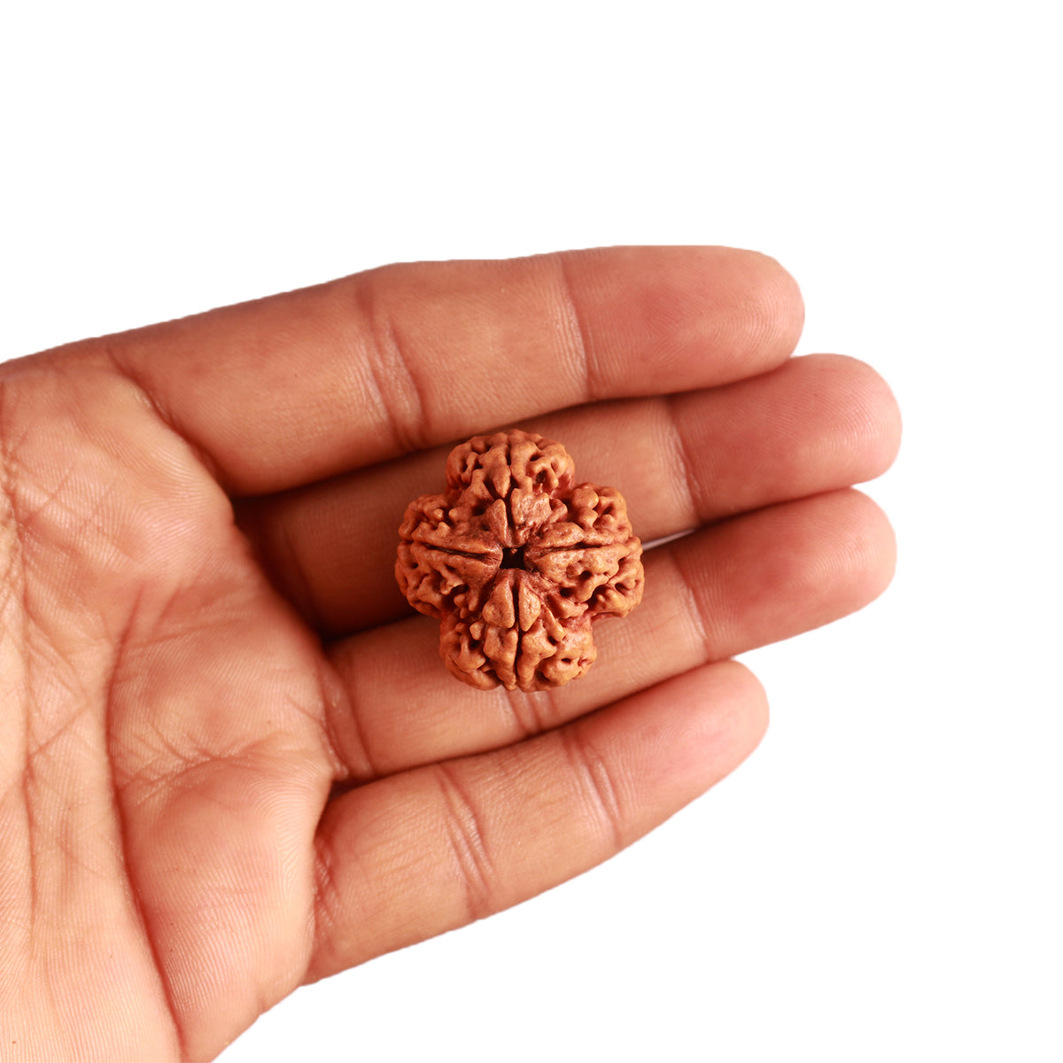 4 Mukhi Rudraksha from Nepal - Bead No. 266 – Rudra and Sons