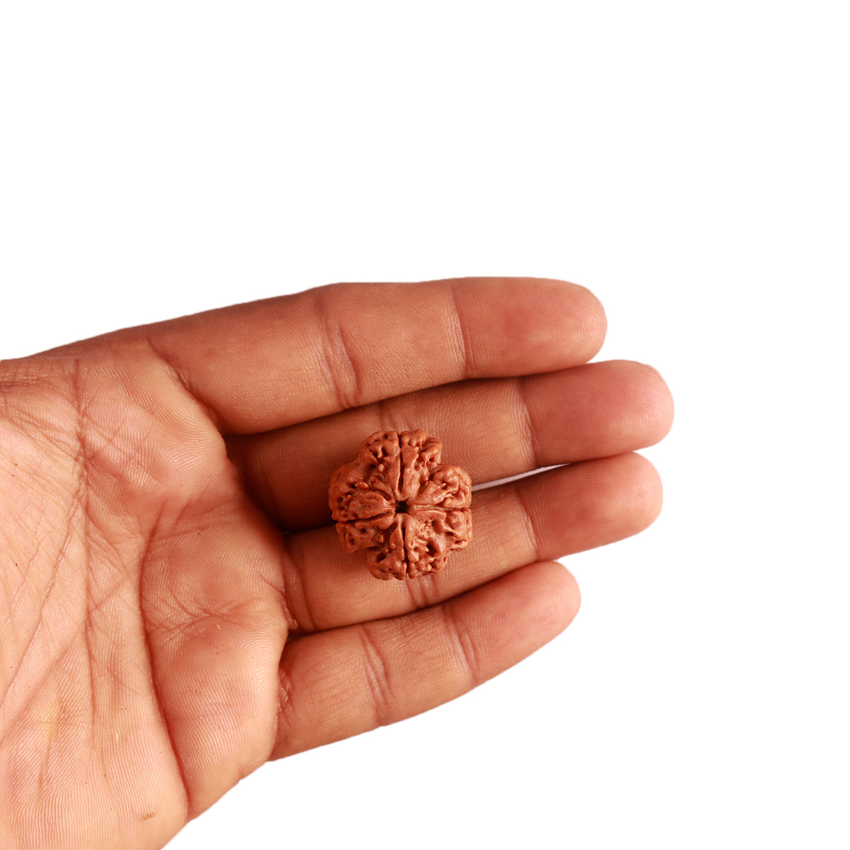 4 Mukhi Rudraksha from Nepal - Bead No. 284 – Rudra and Sons