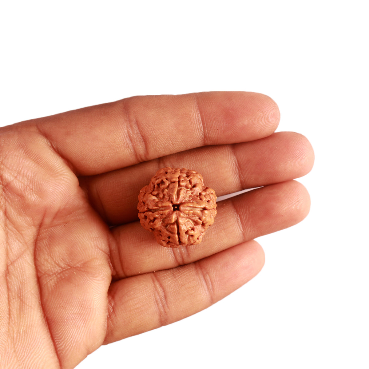 4 Mukhi Rudraksha from Nepal - Bead No. 286 – Rudra and Sons