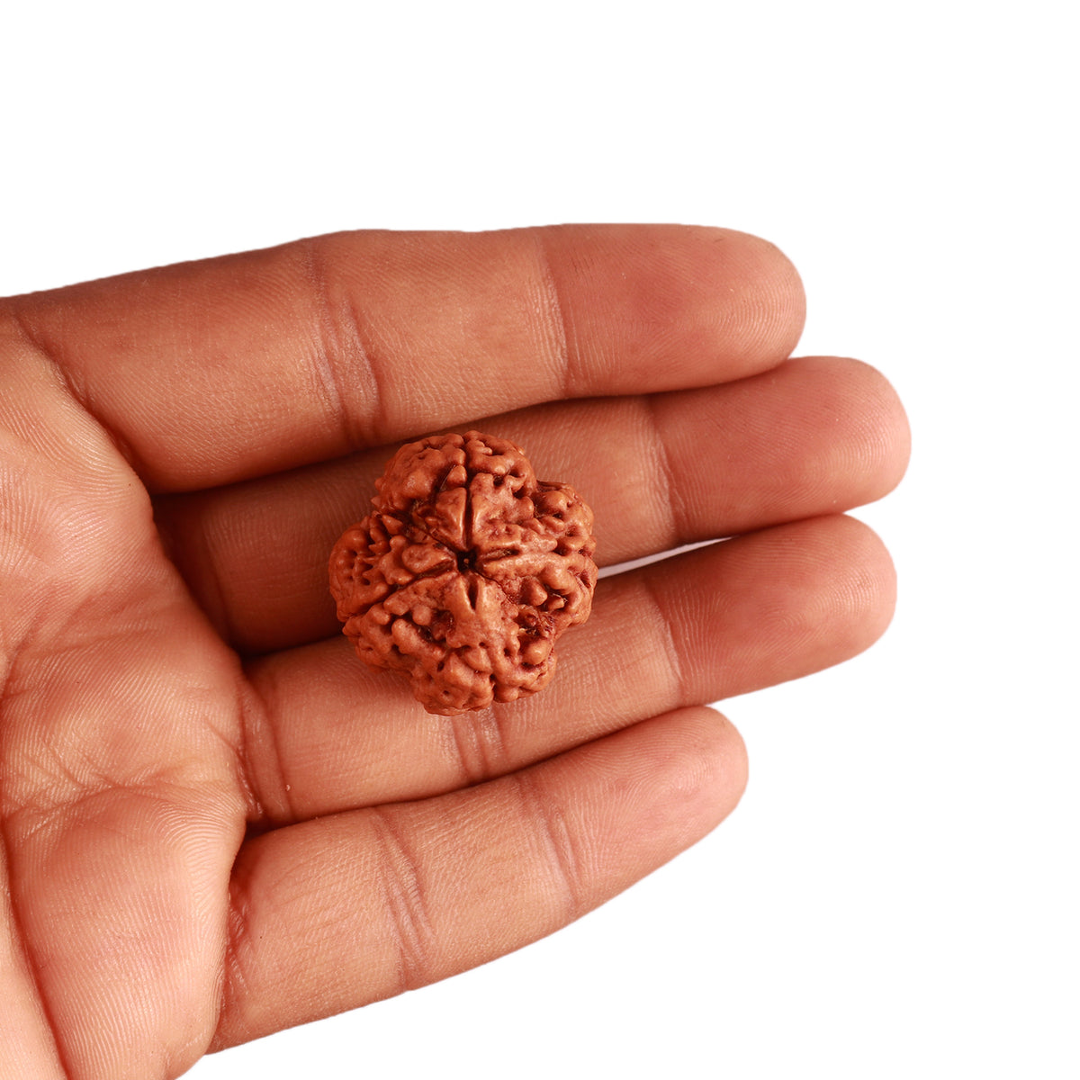 4 Mukhi Rudraksha from Nepal - Bead No. 300 – Rudra and Sons