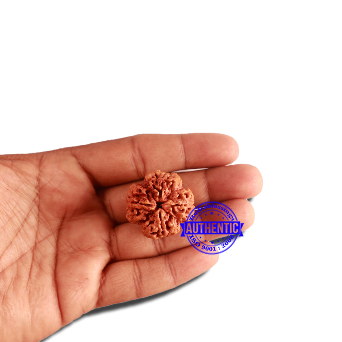 4 Mukhi Rudraksha from Nepal - Bead No. 316 – Rudra and Sons