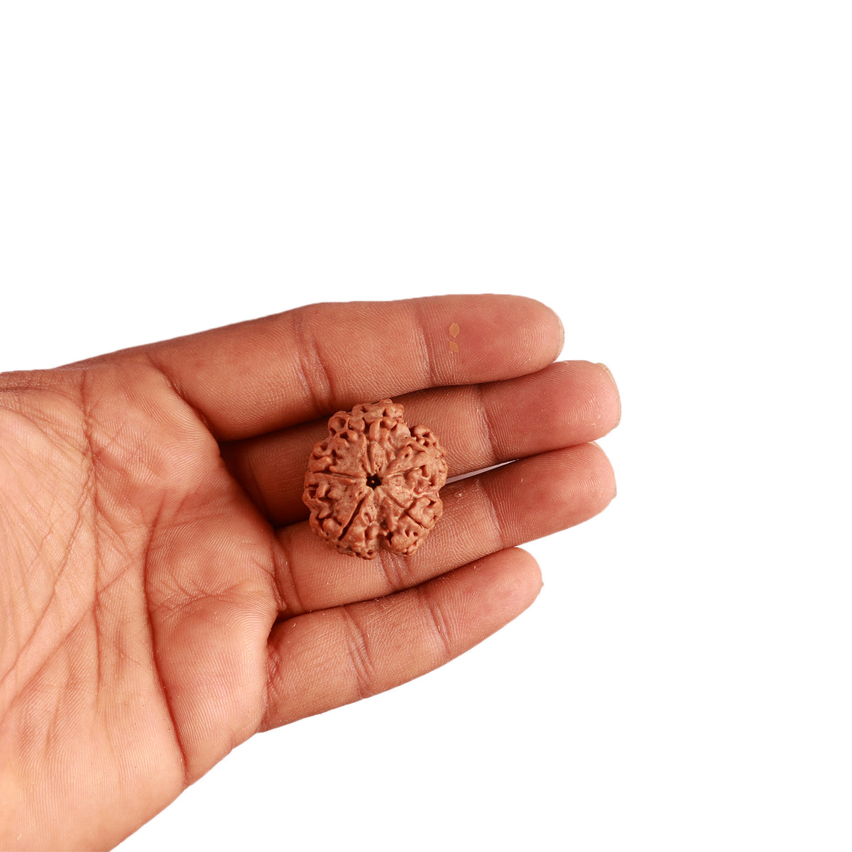 5 Mukhi Rudraksha from Nepal - Bead No. 278 – Rudra and Sons