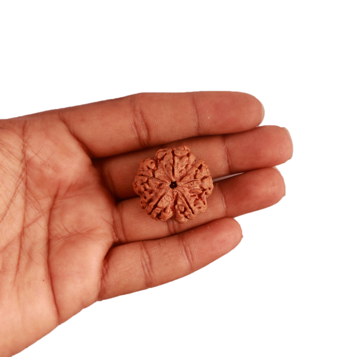5 Mukhi Rudraksha from Nepal - Bead No. 283 – Rudra and Sons