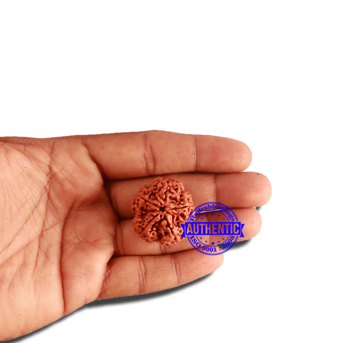 5 Mukhi Rudraksha from Nepal - Bead No. 287 – Rudra and Sons