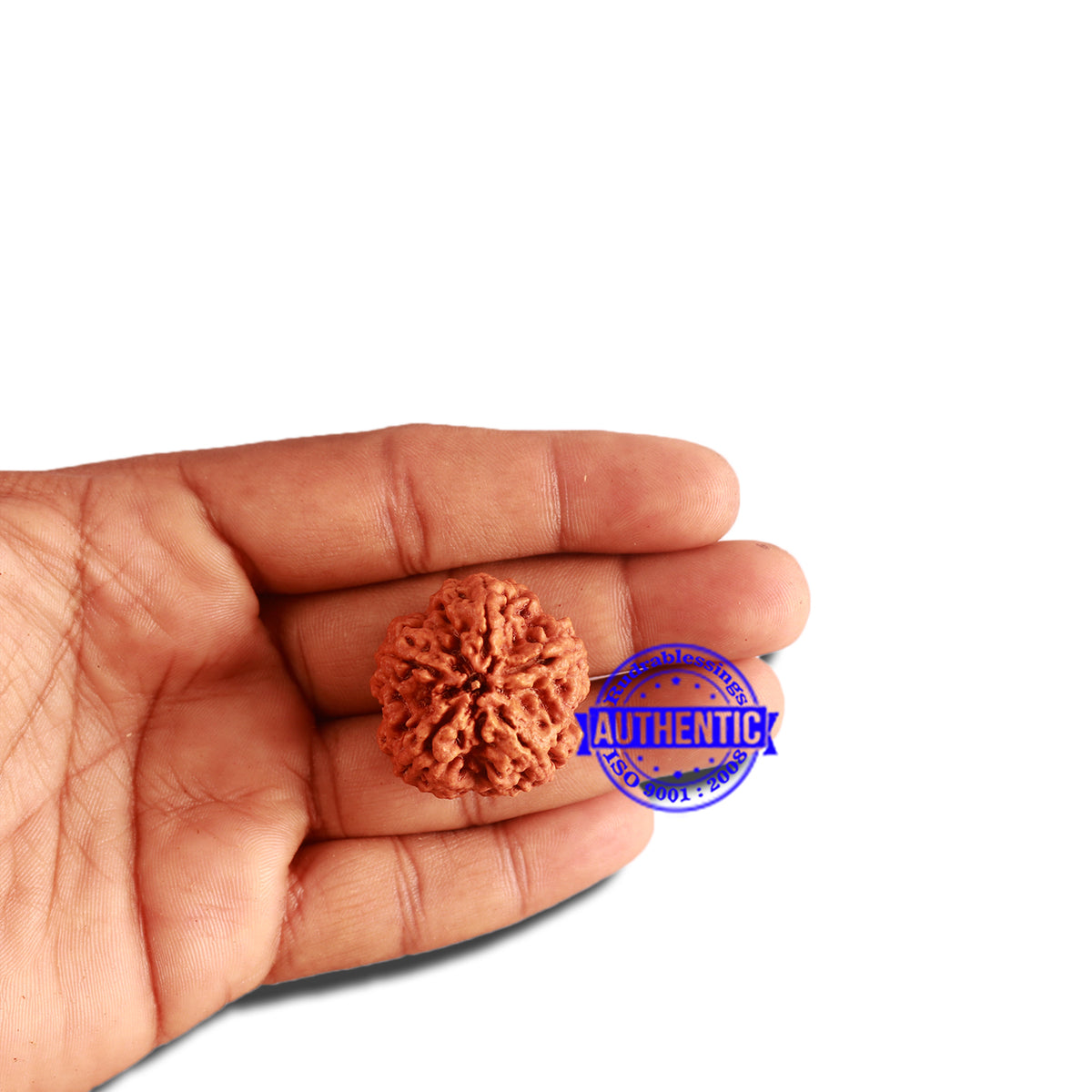 5 Mukhi Rudraksha from Nepal - Bead No. 293 – Rudra and Sons