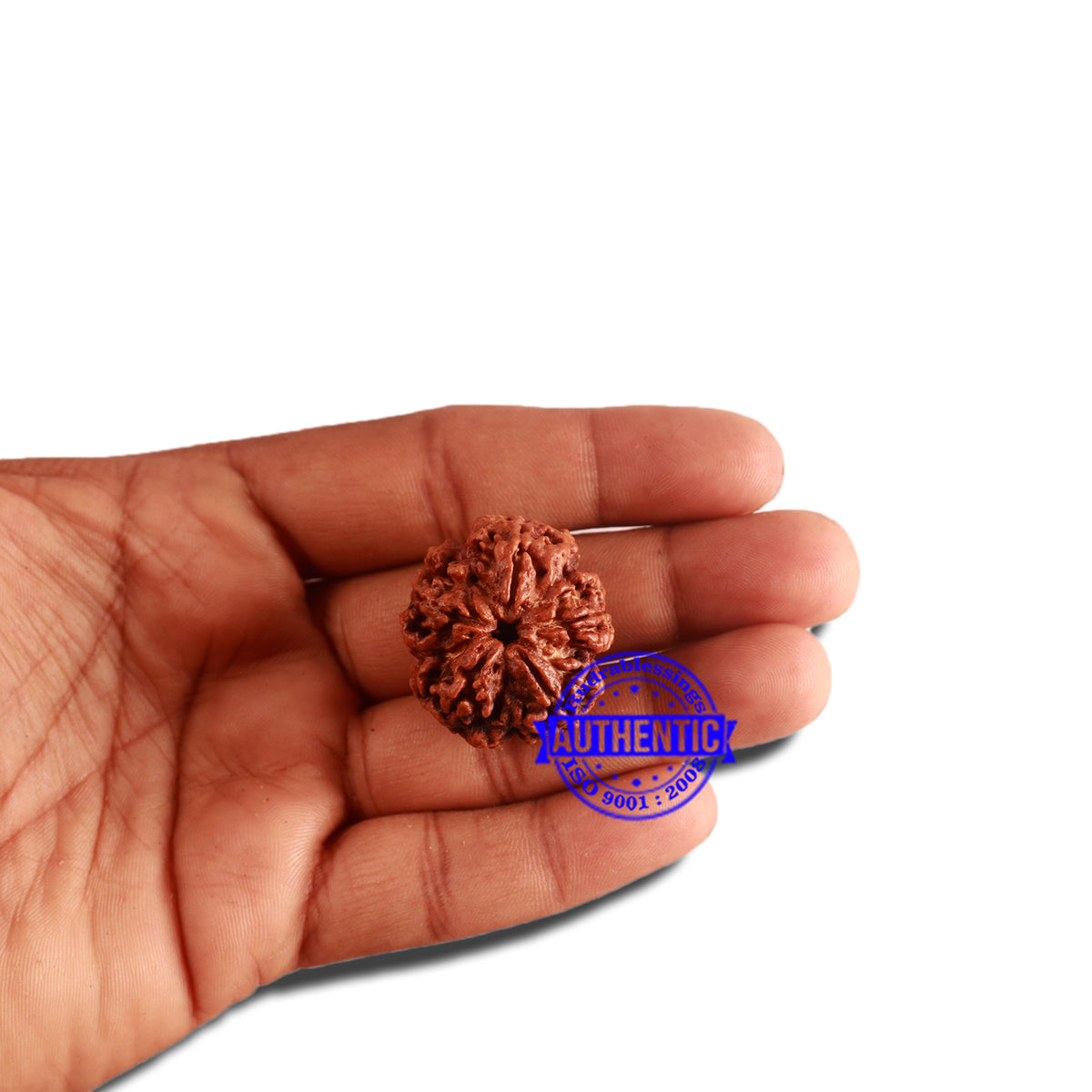 5 Mukhi Rudraksha from Nepal - Bead No. 309 – Rudra and Sons