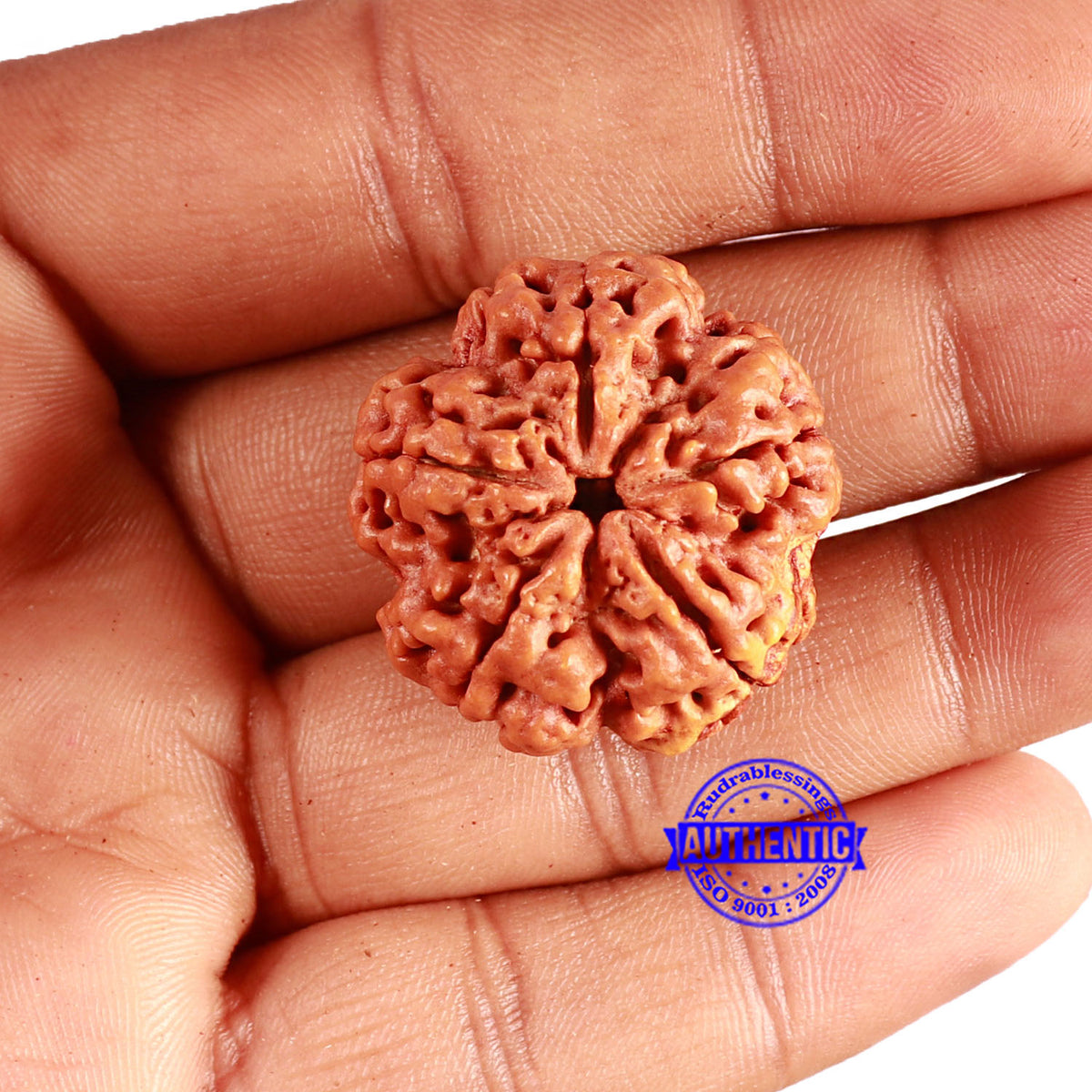 5 Mukhi Rudraksha from Nepal - Bead No. 386 – Rudra and Sons