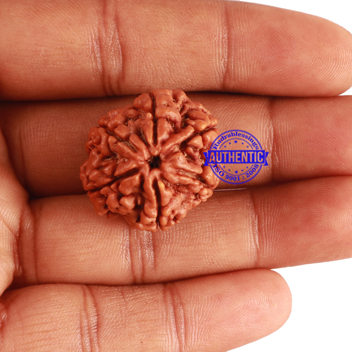 6 Mukhi Rudraksha from Nepal - Bead No 296 – Rudra and Sons