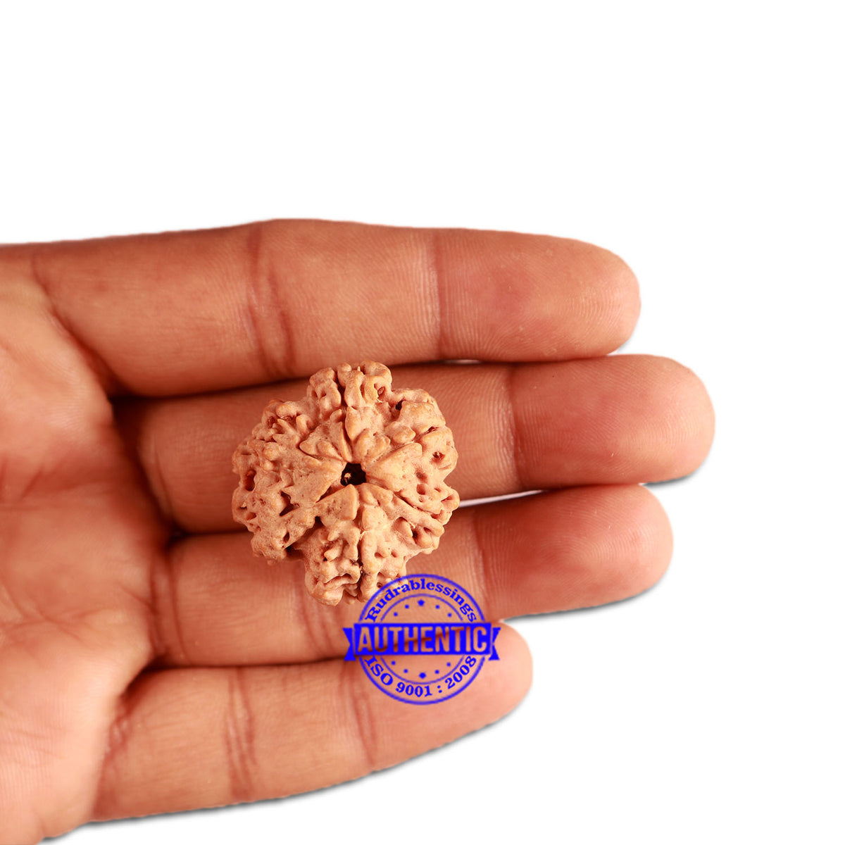 6 Mukhi Rudraksha from Nepal - Bead No. 322 – Rudra and Sons