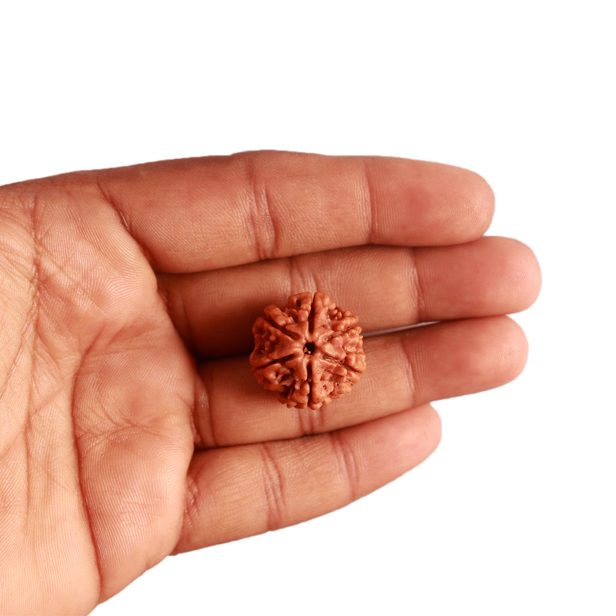 6 Mukhi Rudraksha from Nepal - Bead No. 379 – Rudra and Sons