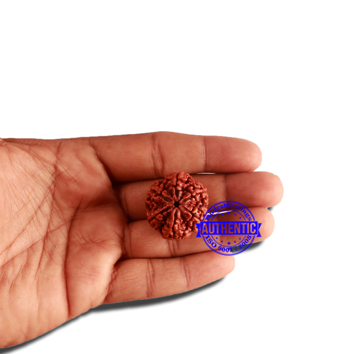 6 Mukhi Rudraksha from Nepal - Bead No. 409 – Rudra and Sons