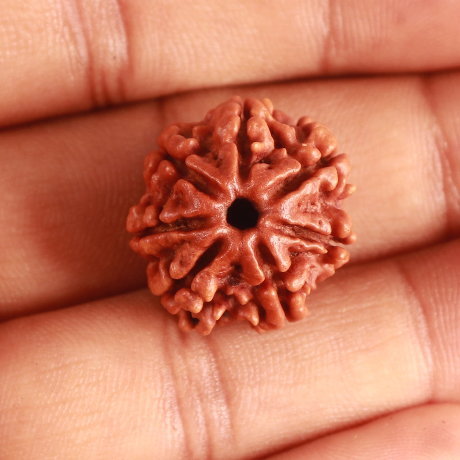 7 Mukhi Nepalese Rudraksha - Bead No 455 – Rudra and Sons