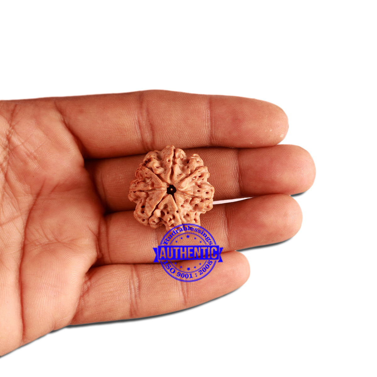 7 Mukhi Nepalese Rudraksha - Bead No. 367 – Rudra and Sons