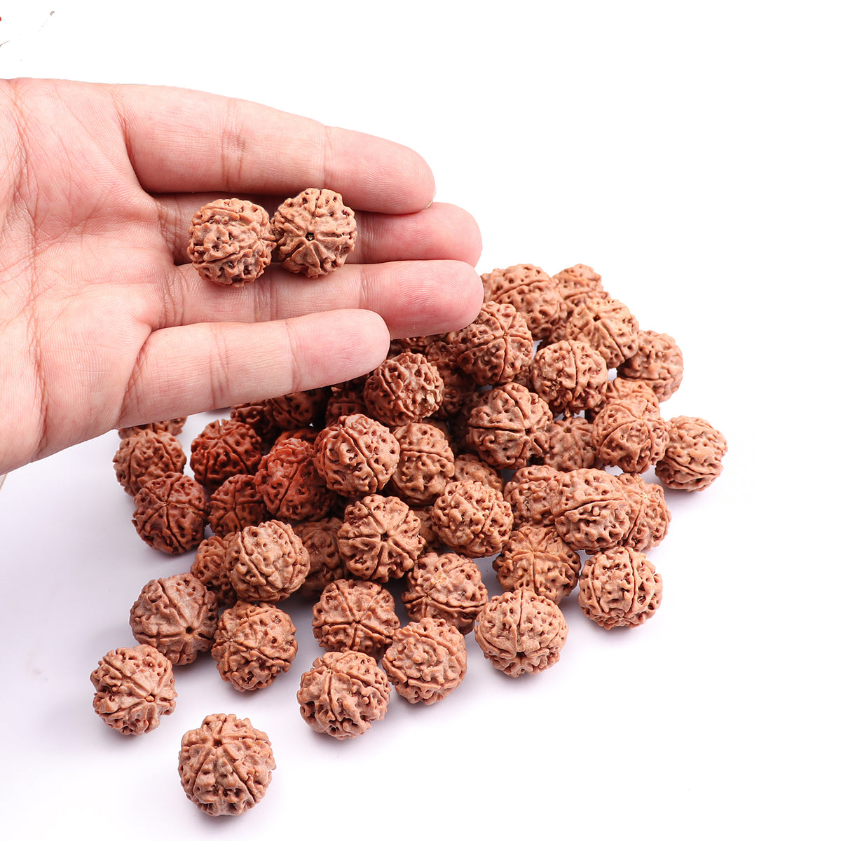 5 Mukhi Rudraksha from Nepal - 100 Beads Pack – Rudra and Sons