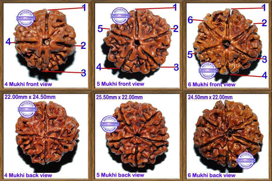Rudraksha Set - (4 to 6 Mukhi) – Rudra and Sons